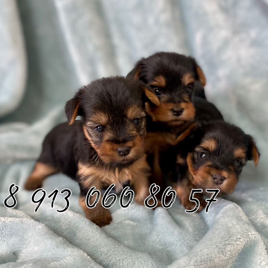 Йоркширский терьер