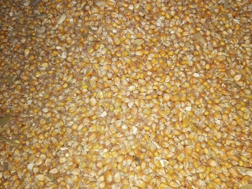 Кукуруза кормовая