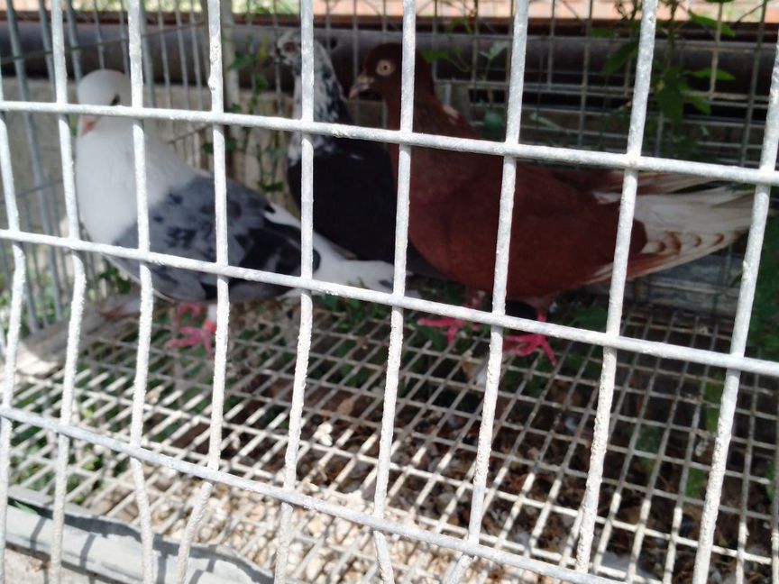 Николаевские голуби