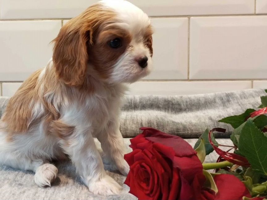 Кавалер кинг Чарльз спаниель