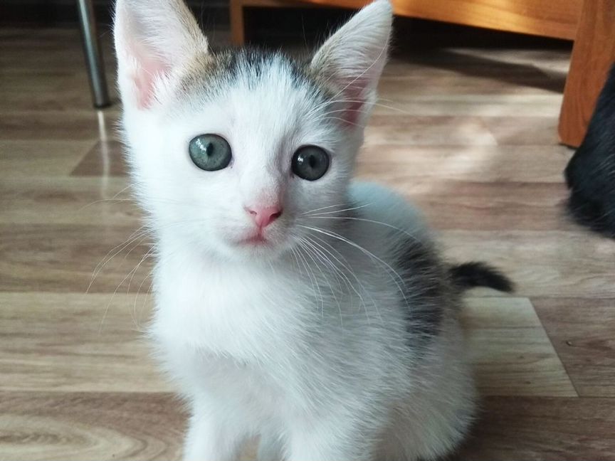 Котенок мальчик