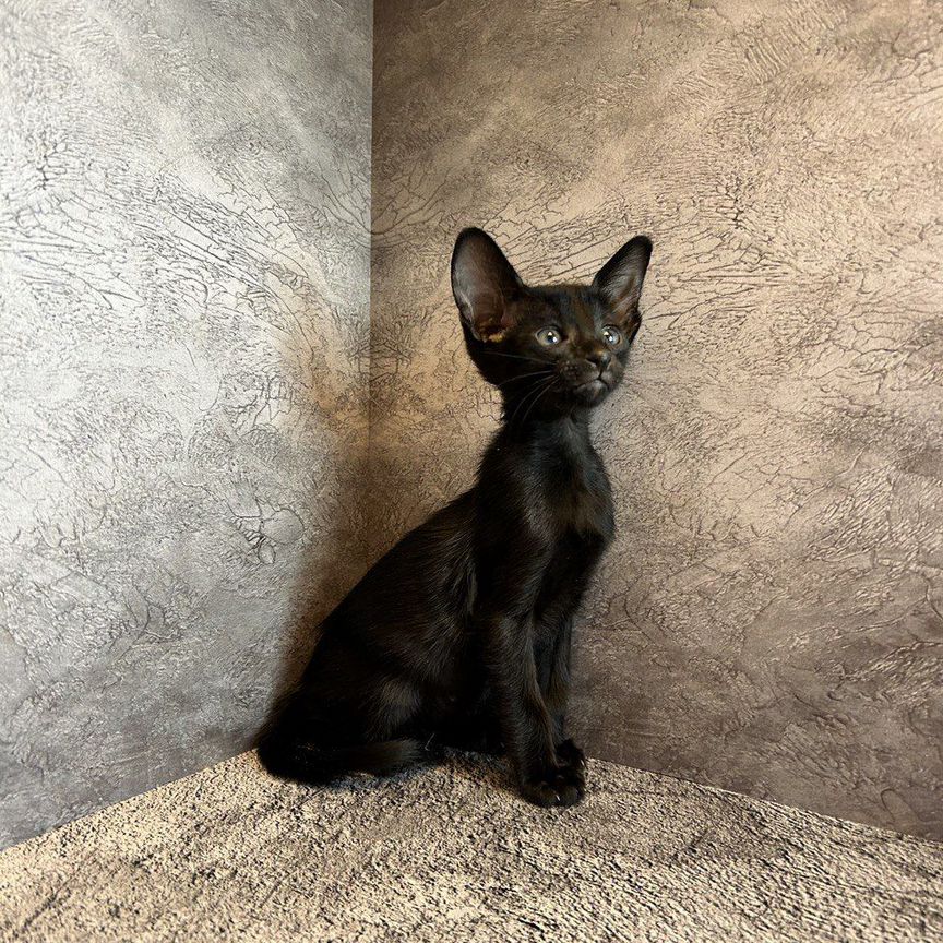 Ориентальные котята с документами