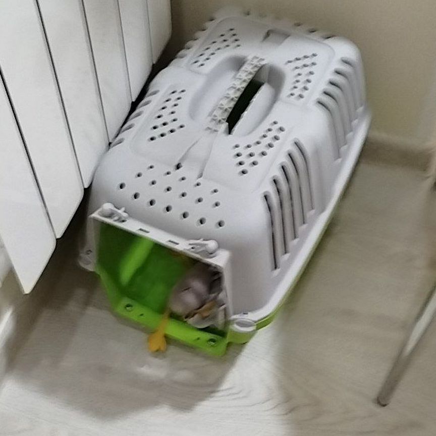 Котёнок от частного владельца