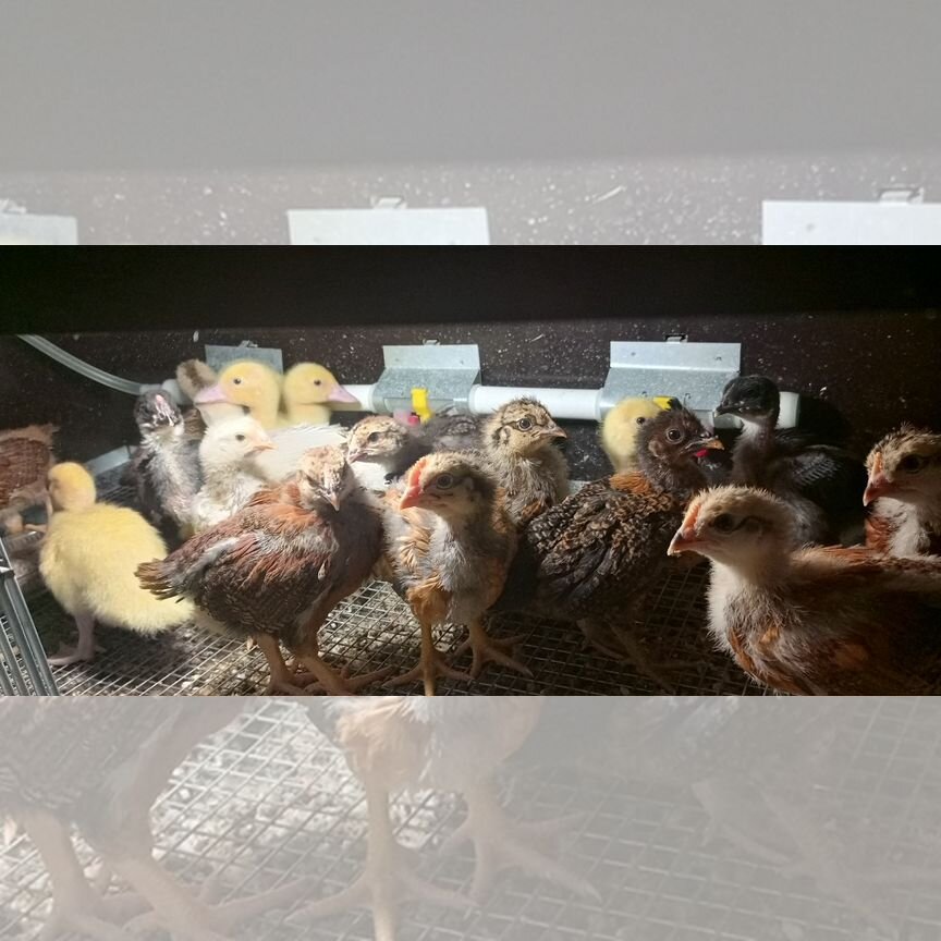 Цыплята породы виандот