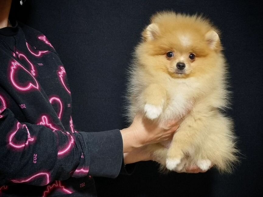 Мини девочка 3.5 мес