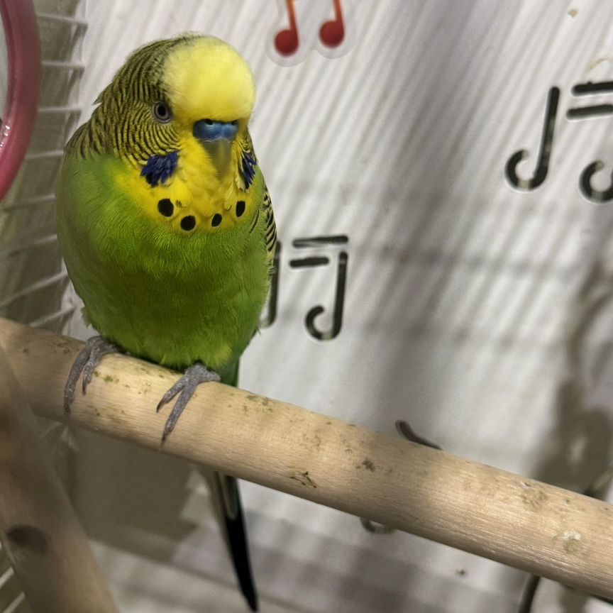 Волнистый попугай