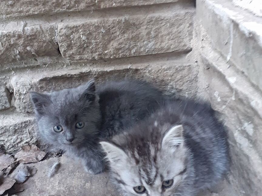 Отдам котят в хорошие руки. Мальчик и девочка