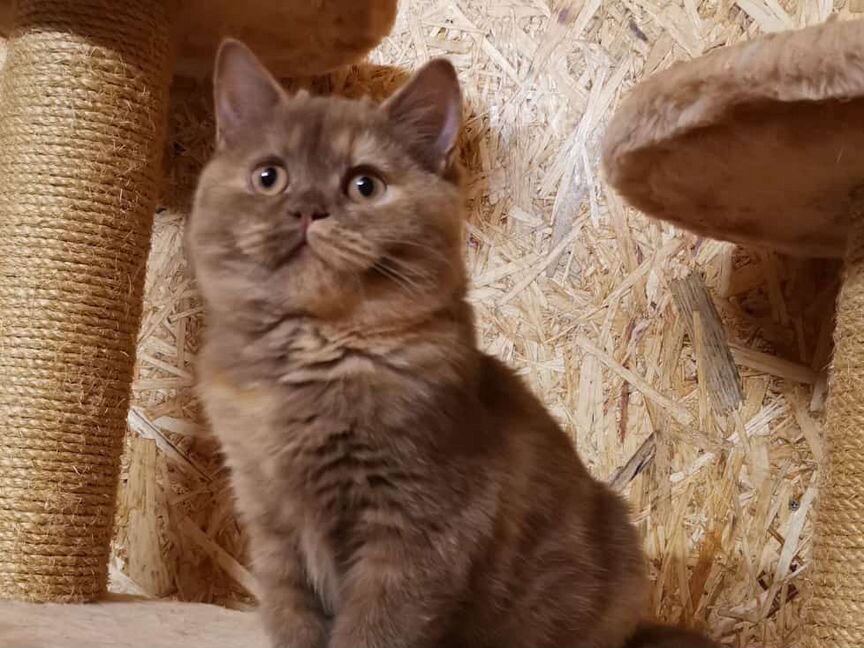 Цинамон черепаха британский котенок