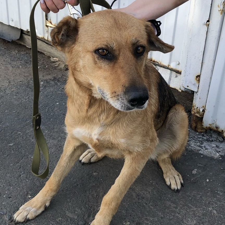 Собака в добрые руки