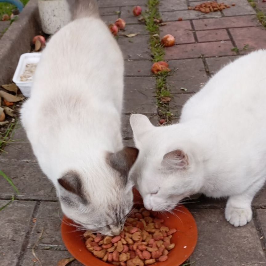 Голубоглазая кошечка в добрые руки