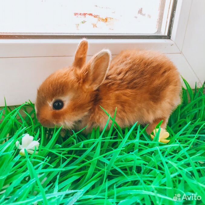 Карликовый кролик - нидерландский