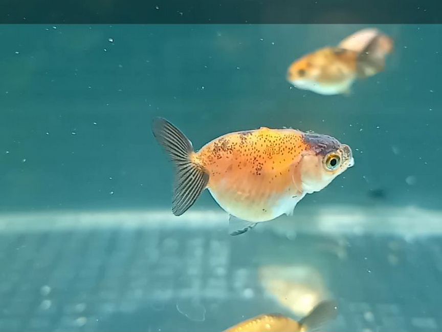 Ранчу. Золотая рыбка