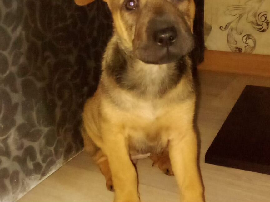 Собака в добрые руки отдам бесплатно