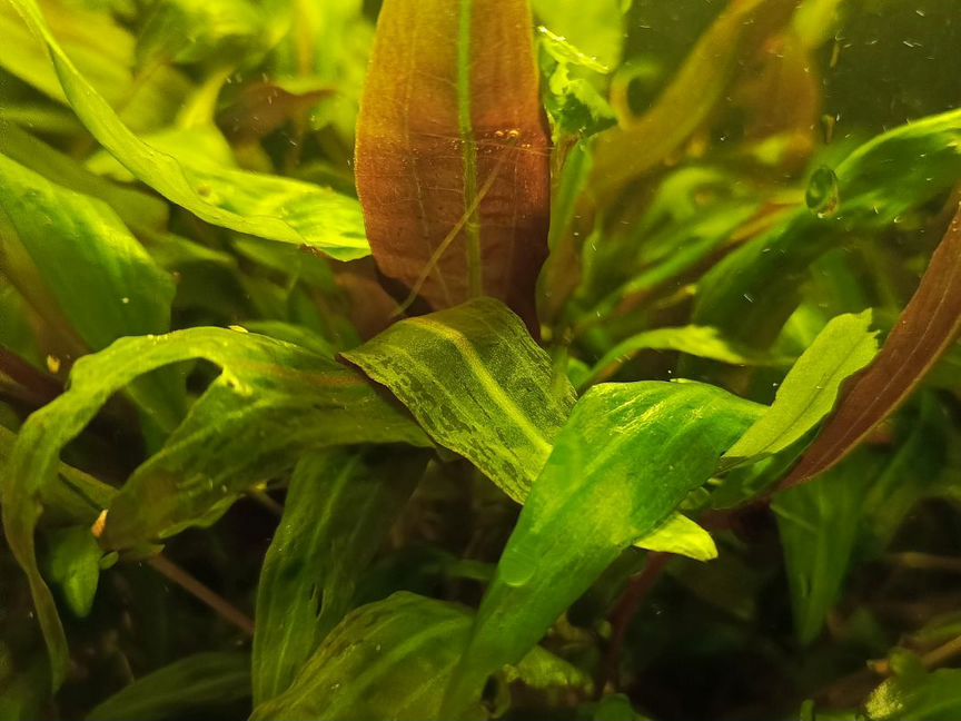 Аквариумные растения