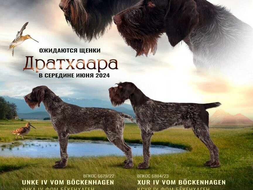 Щенки породы немецкий Дратхаар