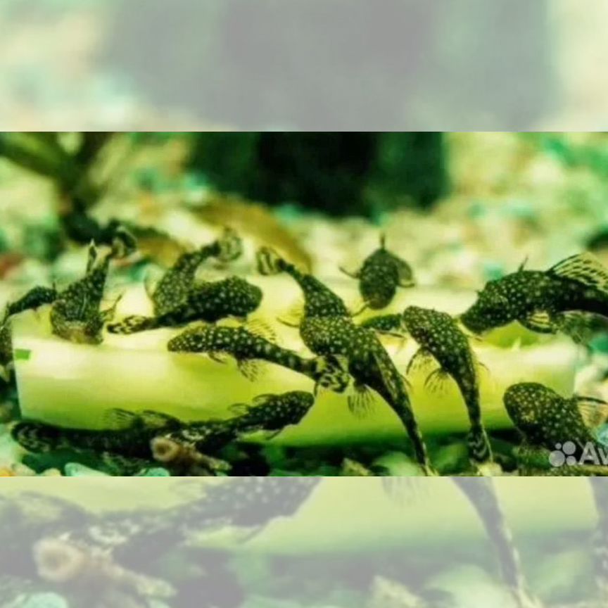 Анциструс сом