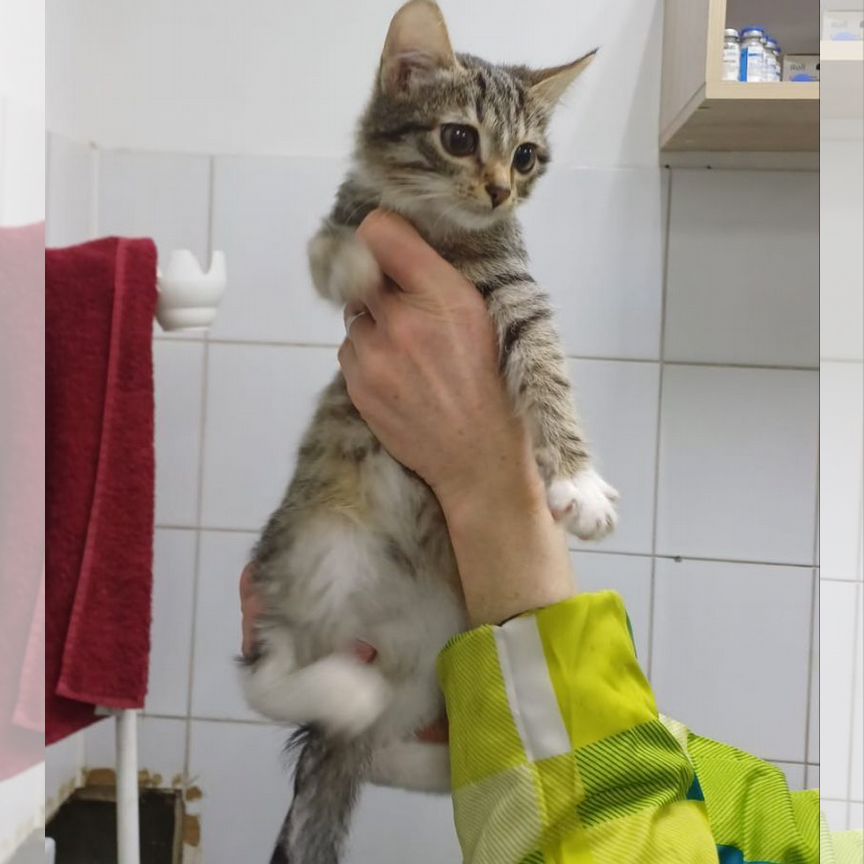 Котята пристрой