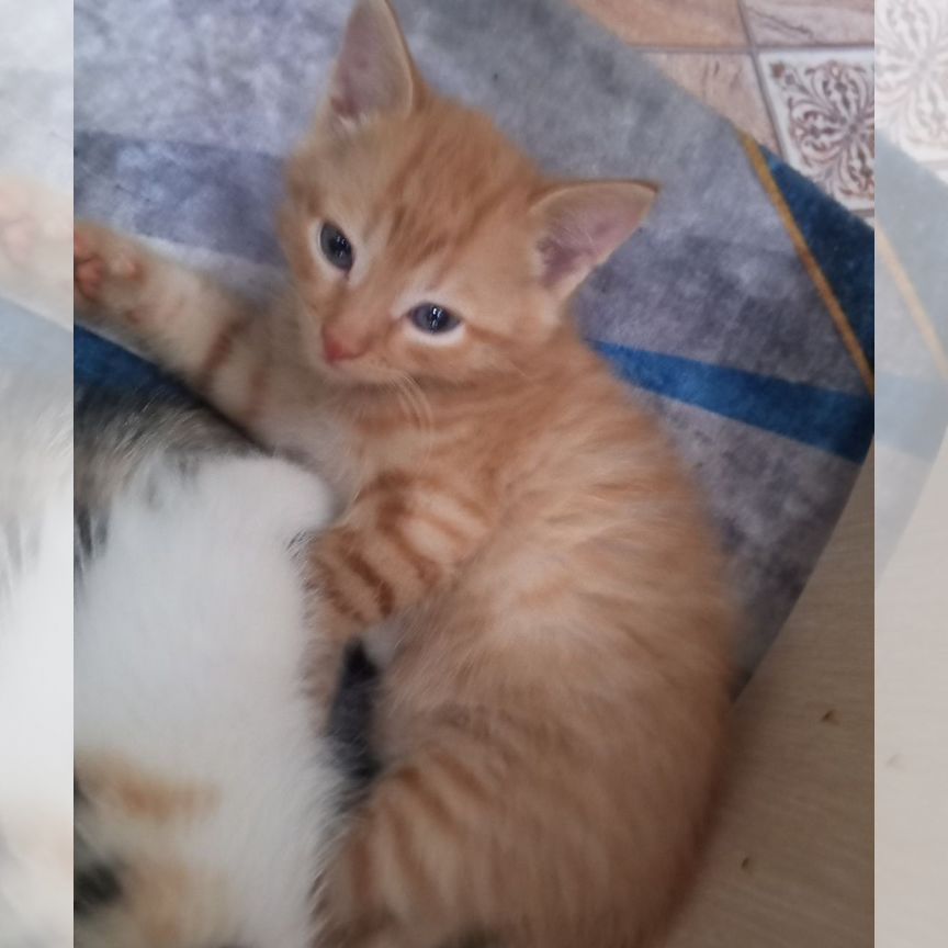 Котики бесплатно в добрые руки