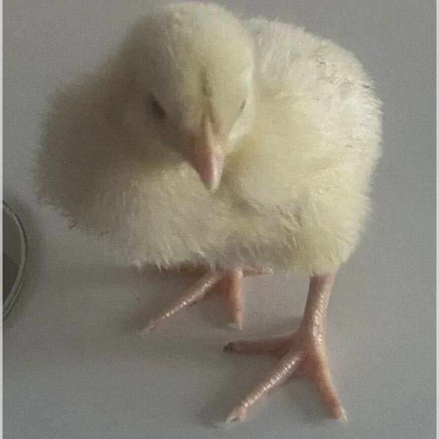 Цыплята бройлеры кобб 500