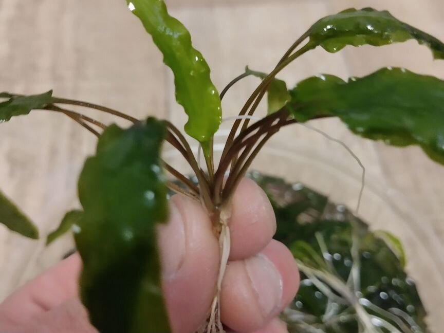 Криптокарина