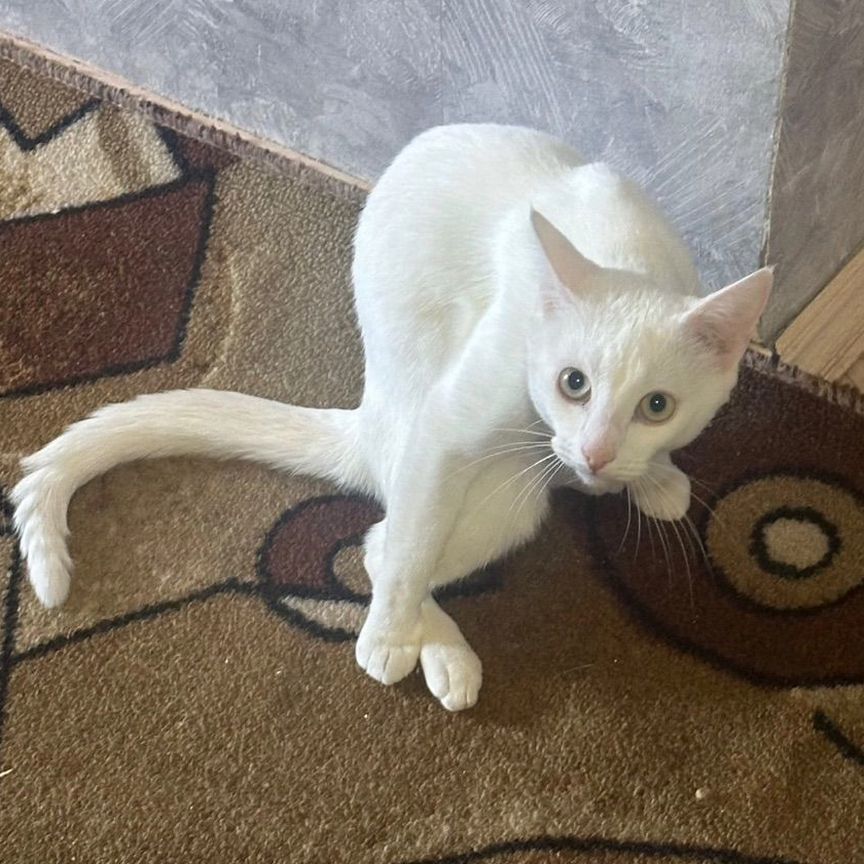 Кот Тимофей