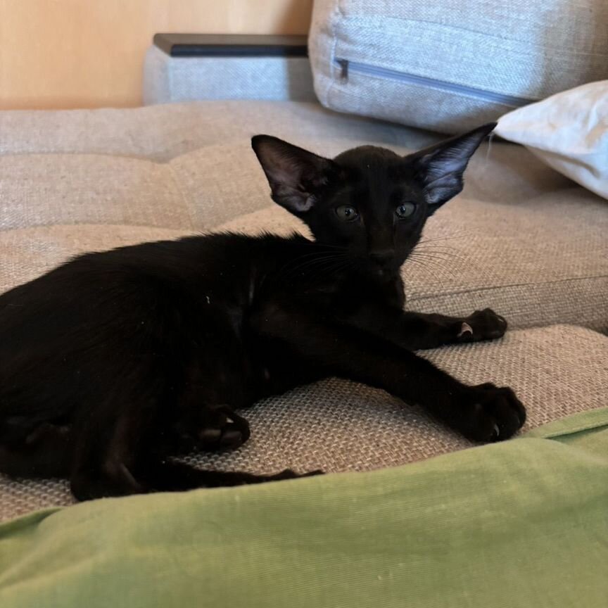 Ориентальные котята эбони