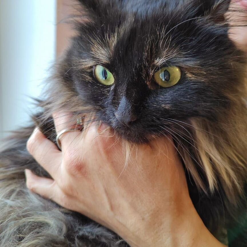 Шелли роскошная кошка и окрас