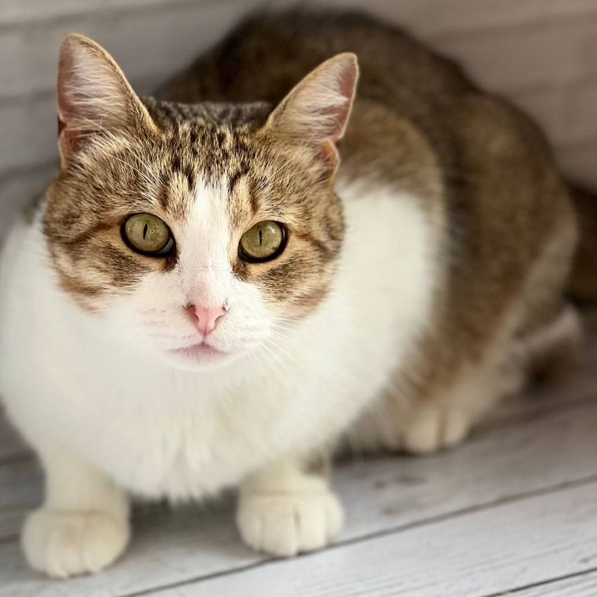 Удивительная кошка Тутси