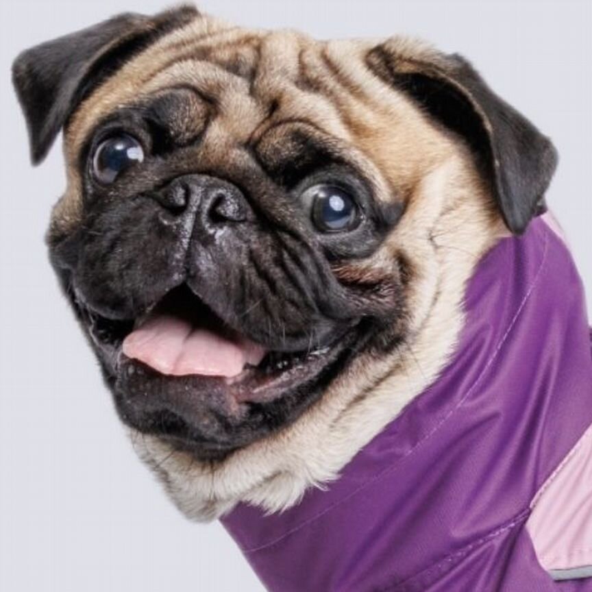 Дождевик Rungo для мопса (девочки) 34x57x34