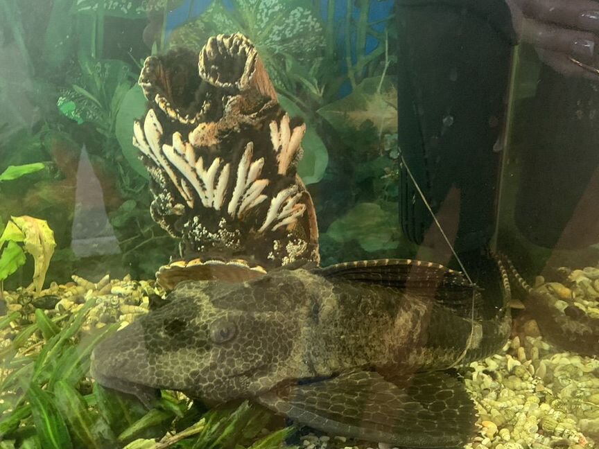 Сом большой