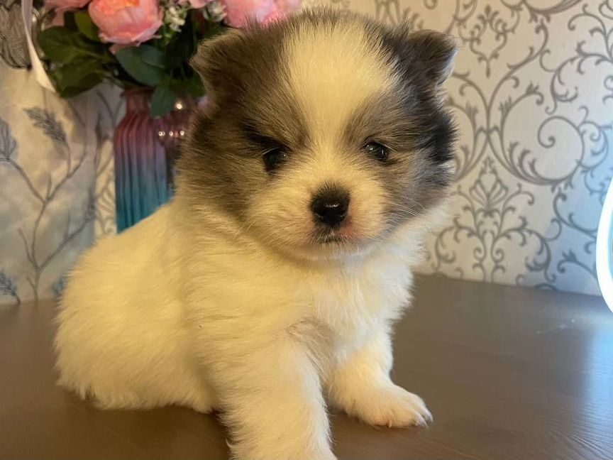 Шпиц немецкий мальчик