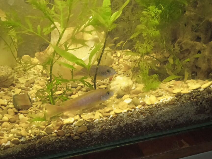 Африканские цихлиды