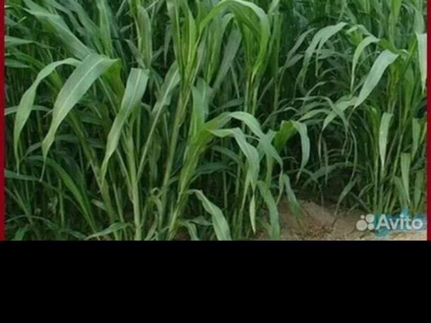 Сено суданка в рулонах