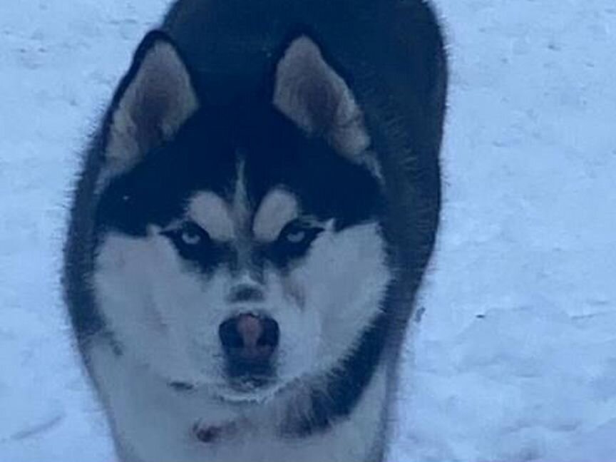 Сибирский хаски вязка