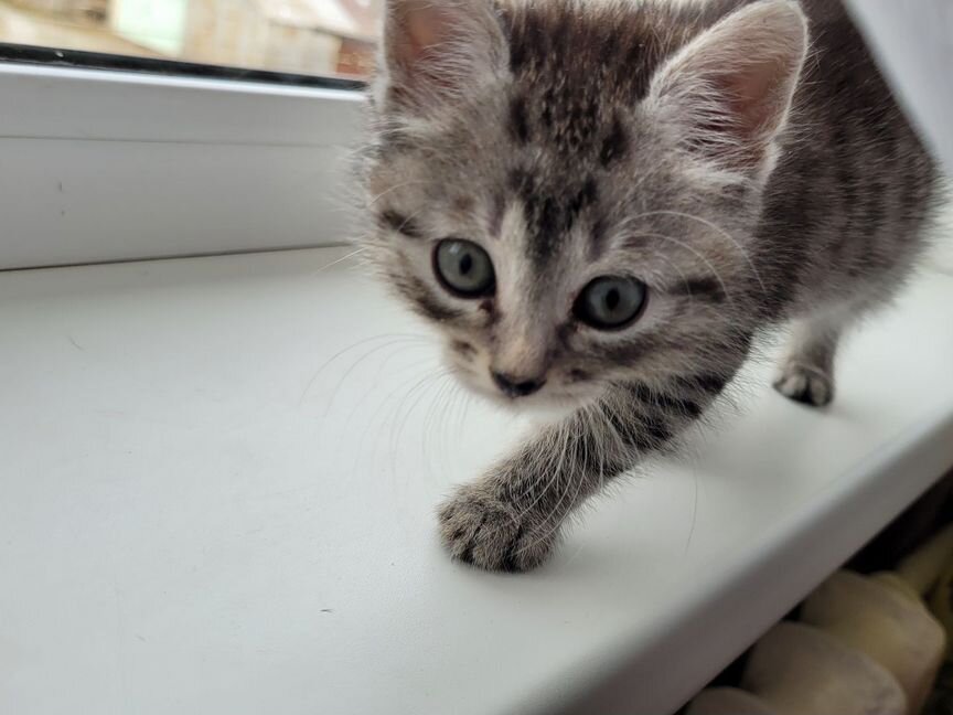 Котёнок в добрые руки 1.5 месяца