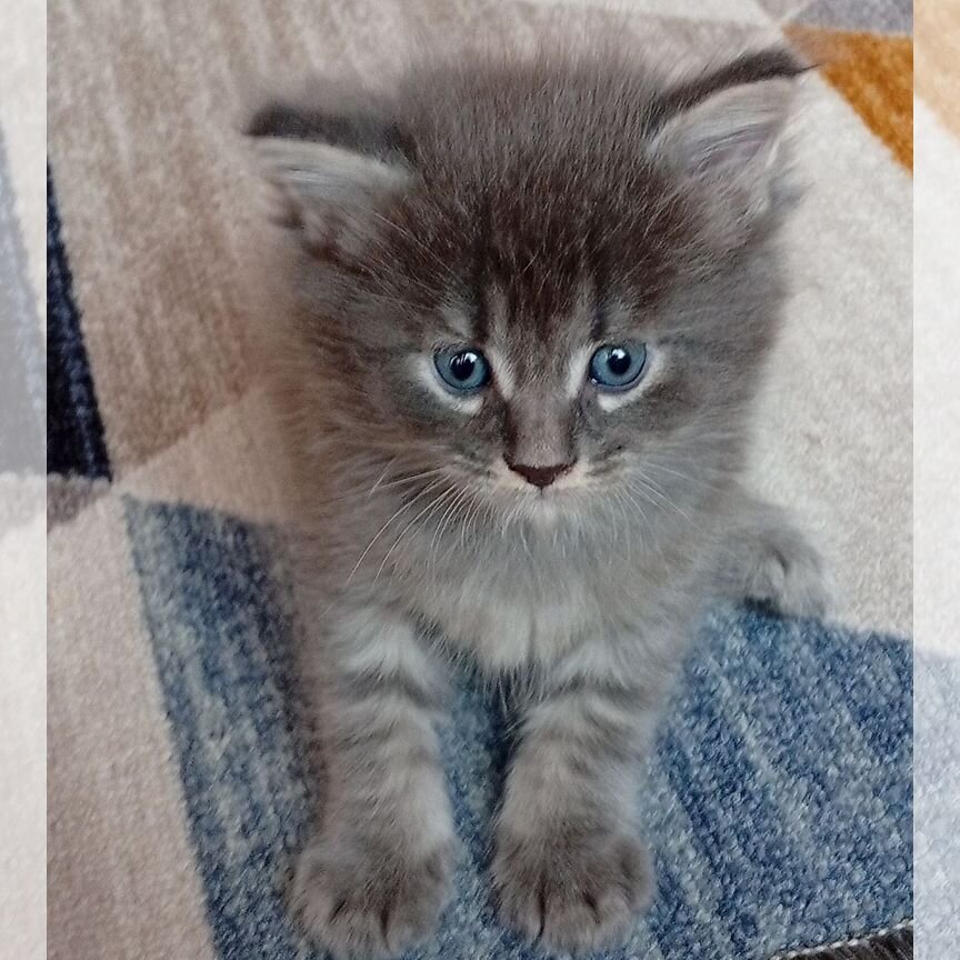 Мейн-кун котёнок