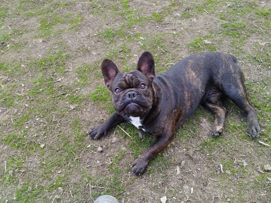 Вязка собак французский бульдог