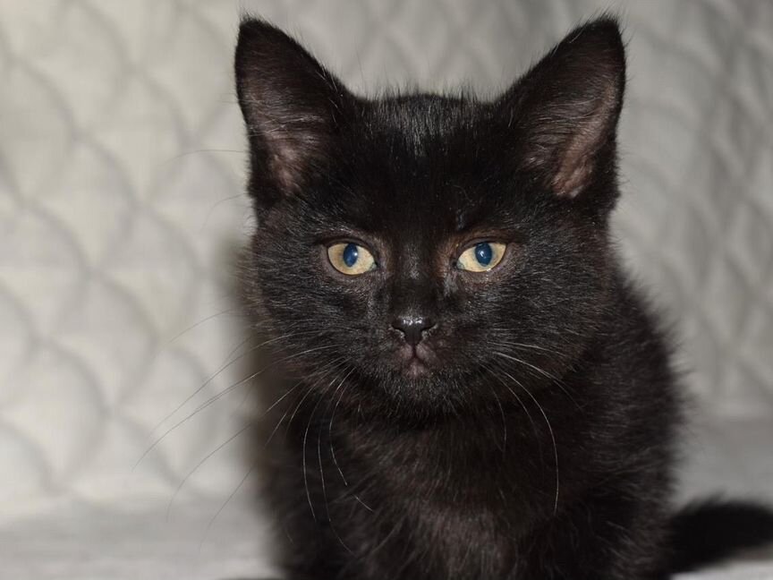 Котятки в добрые руки