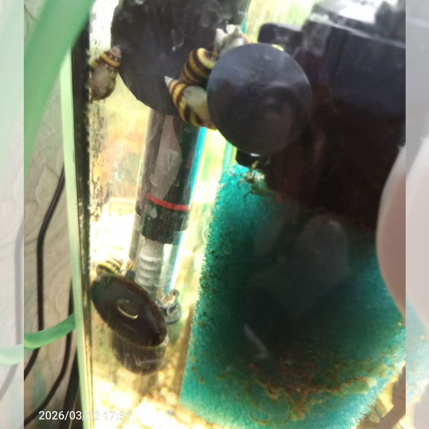 Улитка Хелена