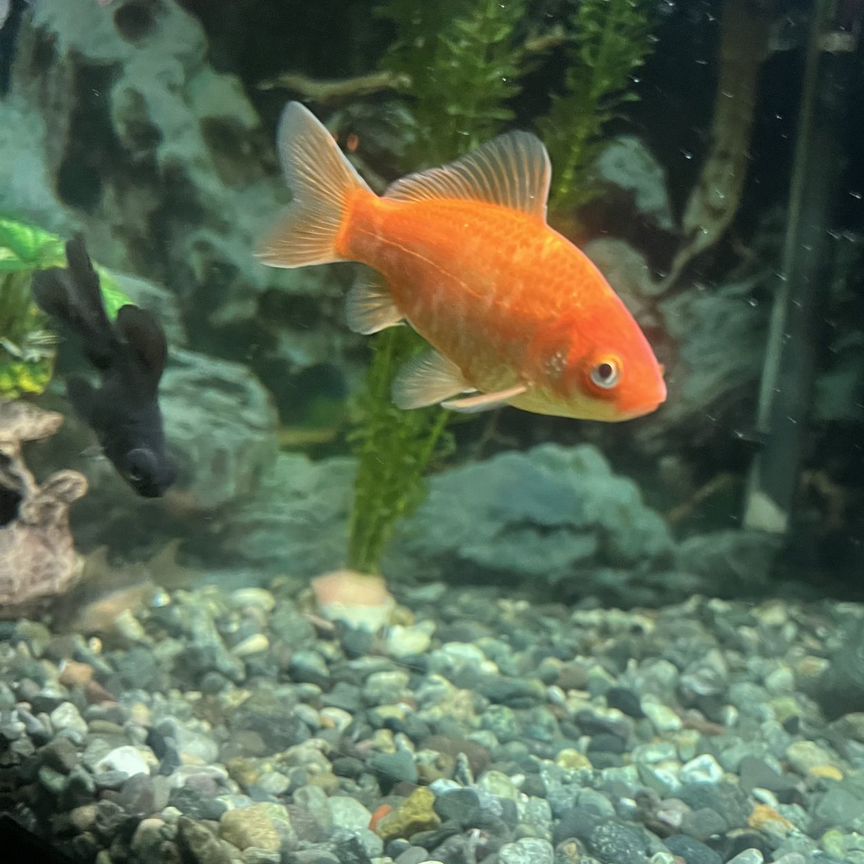 Аквариумные рыбки