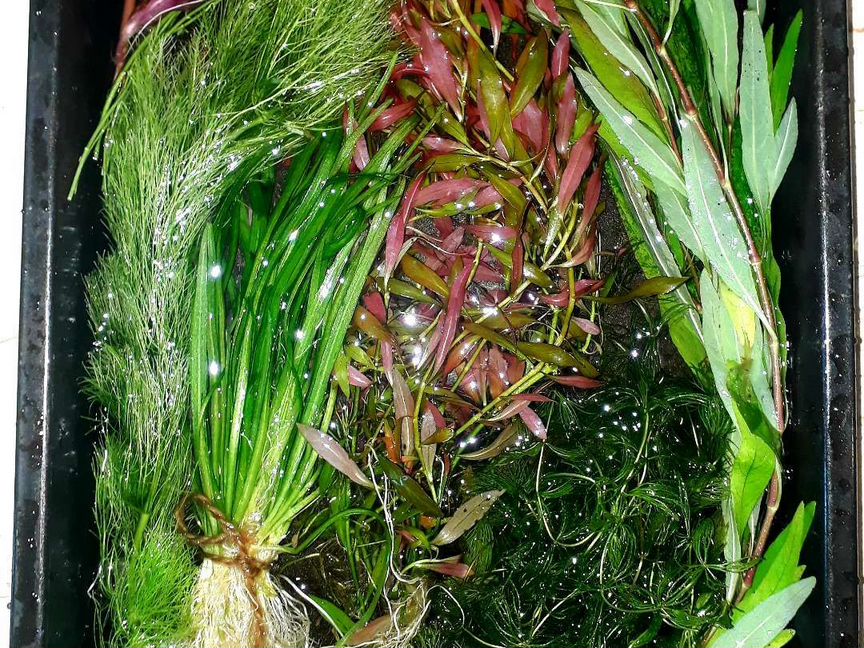 Аквариумная прополка