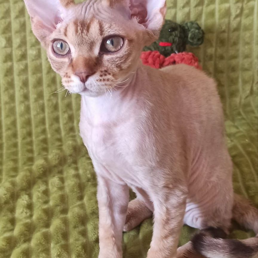Котёнок породы Devon Rex