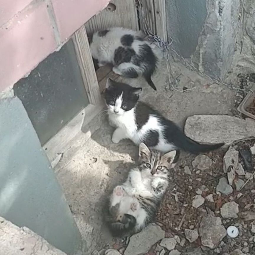 Несчастные голодающие котята выживают на улице