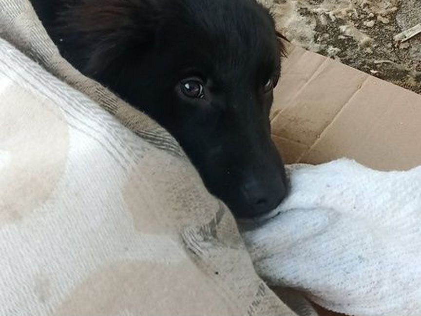 Собака в добрые руки sos