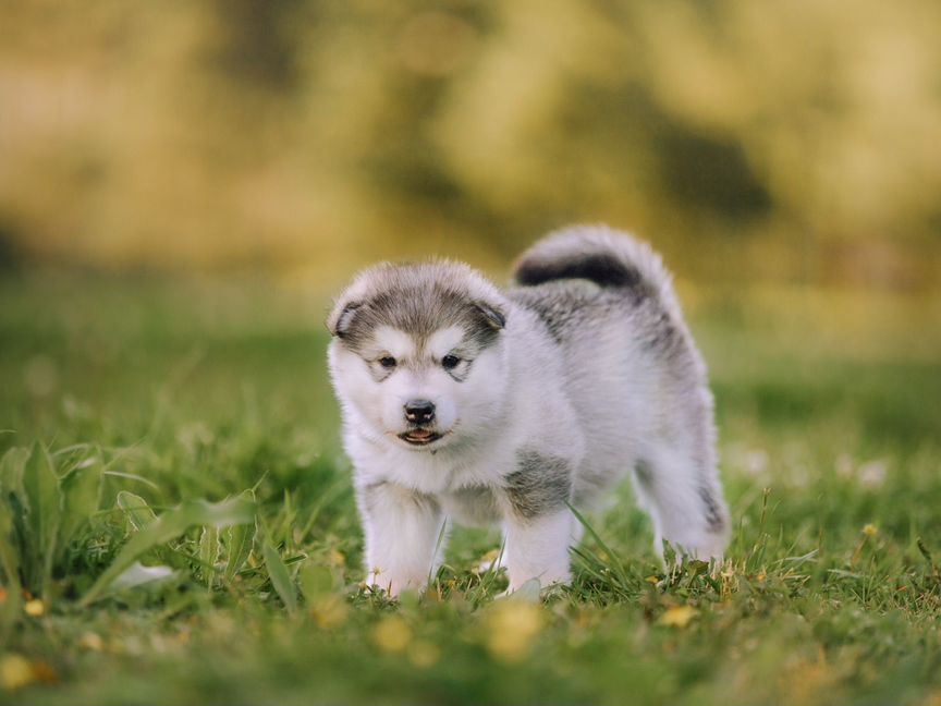 Аляскинский маламут щенки