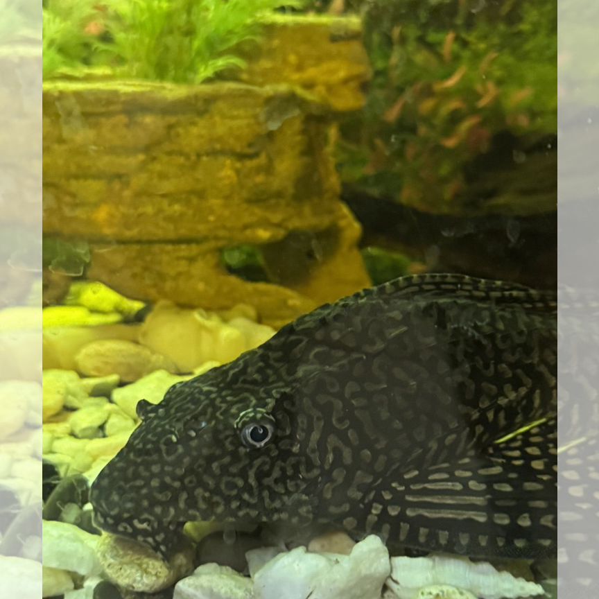 Сом Парчовый Анциструс