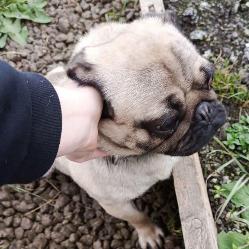 Мопс, щенок