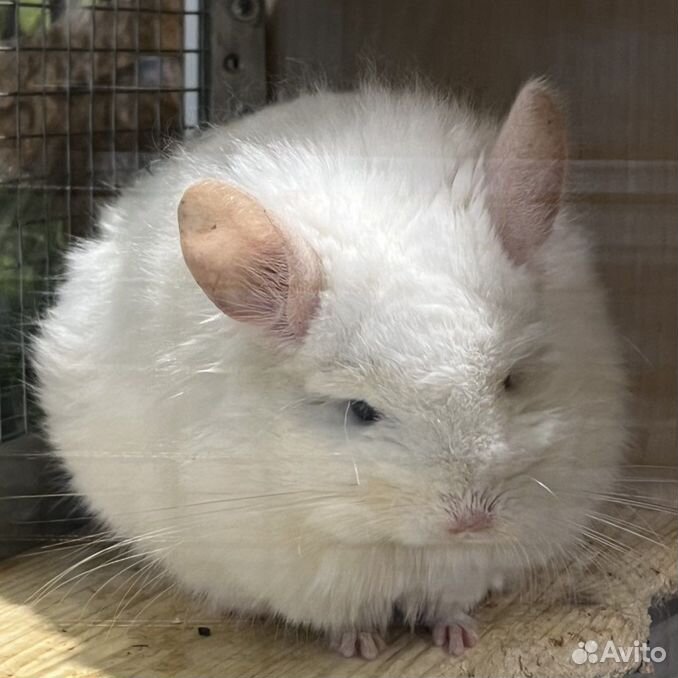 Шиншиллы редкие окрасы