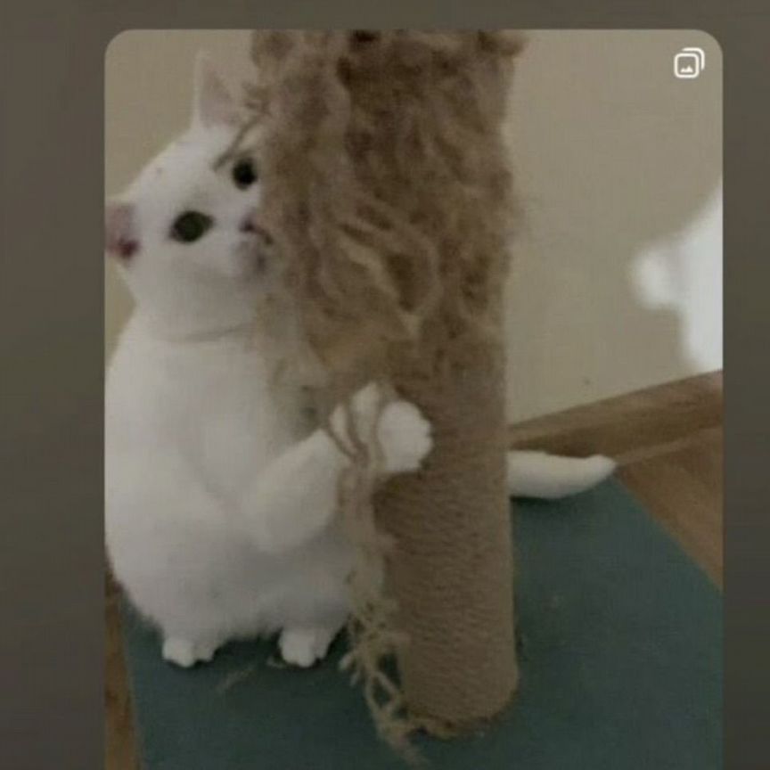 Взрослая кошка в добрые руки