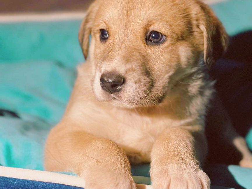 Щенки маленькие алабайчики в добрые руки бесплатно